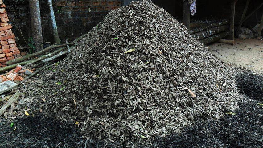 Assam Oud: 100% Cultivated Indian Agarwood (Oud) Oil Graameen ...