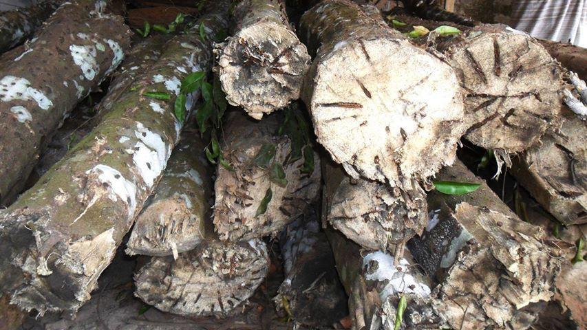 Assam Oud: 100% Cultivated Indian Agarwood (Oud) Oil Graameen ...